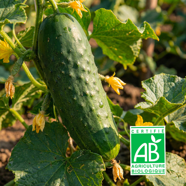 Concombre Bio – Le potager de Versailles